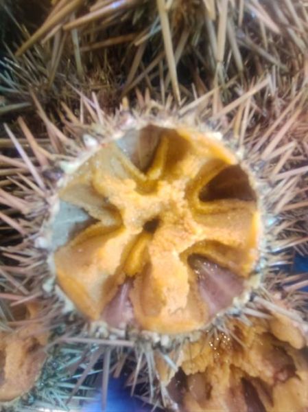 黄箭鱼是什么鱼_黄箭鱼好吃吗-第2张图片-山城妙识