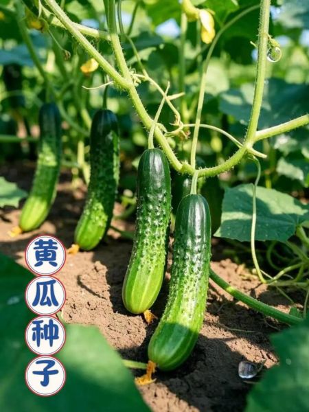 黄瓜什么时候种最合适_黄瓜种植步骤详解-第3张图片-山城妙识