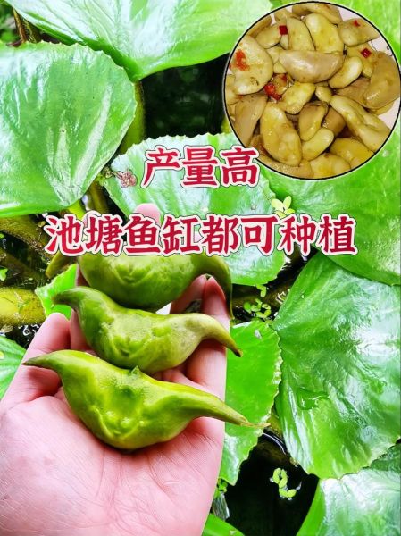 青菱角图片大全_青菱角怎么做好吃-第3张图片-山城妙识