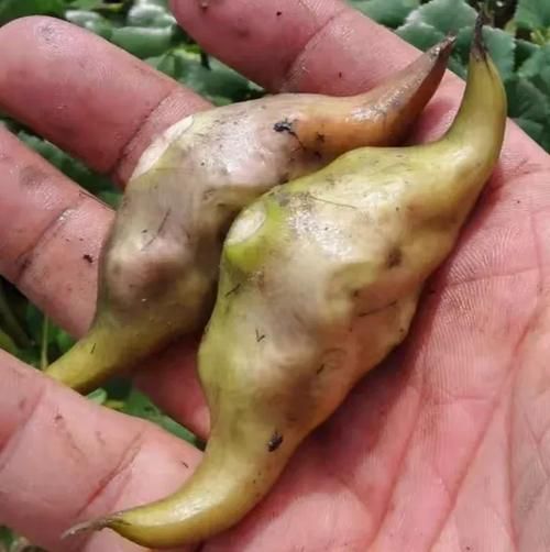 青菱角图片大全_青菱角怎么做好吃-第2张图片-山城妙识