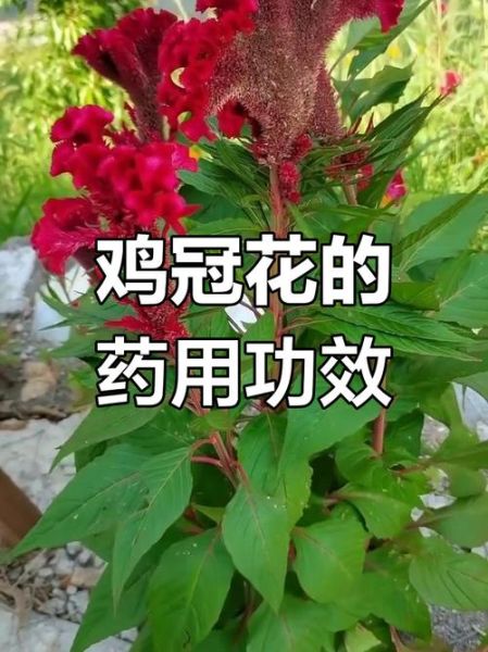 鸡冠花的功效与作用_鸡冠花主治什么病-第3张图片-山城妙识 鸡冠花的功效与作用_鸡冠花主治什么病-第3张图片-山城妙识