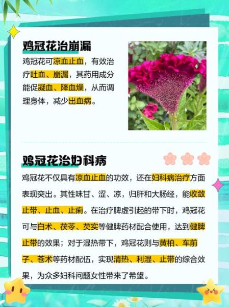 鸡冠花的功效与作用_鸡冠花主治什么病-第2张图片-山城妙识 鸡冠花的功效与作用_鸡冠花主治什么病-第2张图片-山城妙识