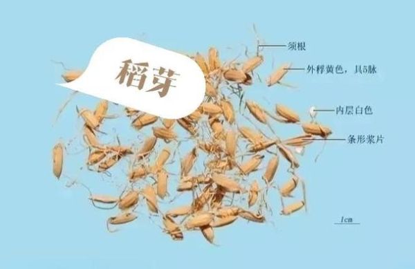 谷芽的功效与作用_谷芽和麦芽的区别-第3张图片-山城妙识 谷芽的功效与作用_谷芽和麦芽的区别-第3张图片-山城妙识
