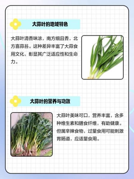 青蒜叶怎么保存_青蒜叶的营养价值-第2张图片-山城妙识 青蒜叶怎么保存_青蒜叶的营养价值-第2张图片-山城妙识