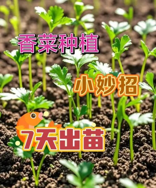 香菜种植几天能出苗_香菜出苗慢怎么办-第3张图片-山城妙识
