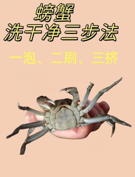 小螃蟹怎么清洗_小螃蟹清洗步骤-第2张图片-山城妙识 小螃蟹怎么清洗_小螃蟹清洗步骤-第2张图片-山城妙识