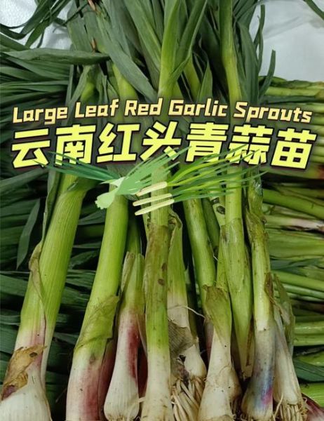 青蒜叶怎么保存_青蒜叶的营养价值-第3张图片-山城妙识 青蒜叶怎么保存_青蒜叶的营养价值-第3张图片-山城妙识