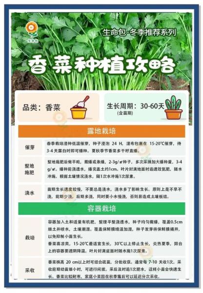 香菜种植几天能出苗_香菜出苗慢怎么办-第2张图片-山城妙识