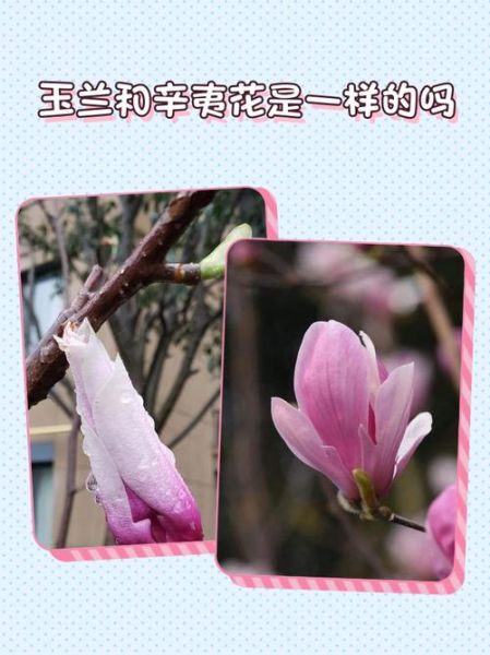 辛夷花和玉兰花的区别_如何区分辛夷与玉兰-第2张图片-山城妙识