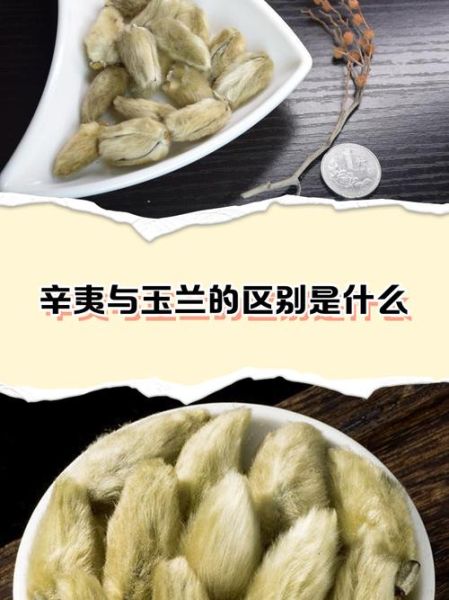 辛夷花和玉兰花的区别_如何区分辛夷与玉兰-第1张图片-山城妙识