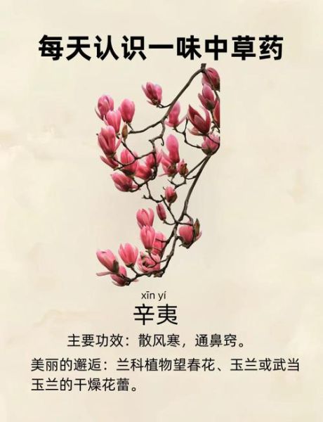辛夷花和玉兰花的区别_如何区分辛夷与玉兰-第3张图片-山城妙识