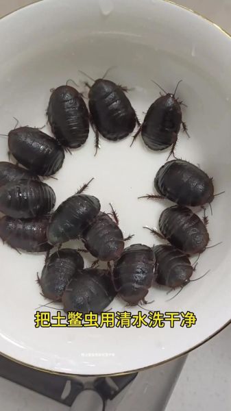 土鳖虫图片_土鳖虫的功效与作用-第3张图片-山城妙识 土鳖虫图片_土鳖虫的功效与作用-第3张图片-山城妙识