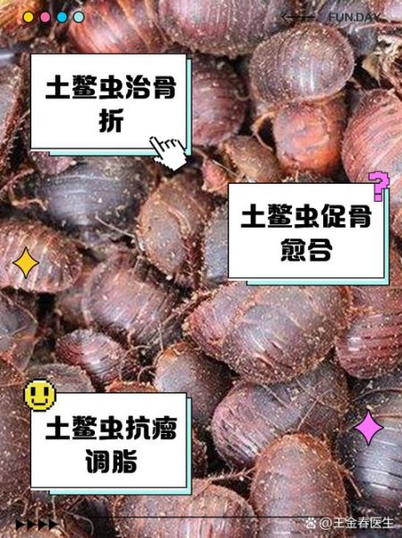 土鳖虫图片_土鳖虫的功效与作用-第2张图片-山城妙识 土鳖虫图片_土鳖虫的功效与作用-第2张图片-山城妙识