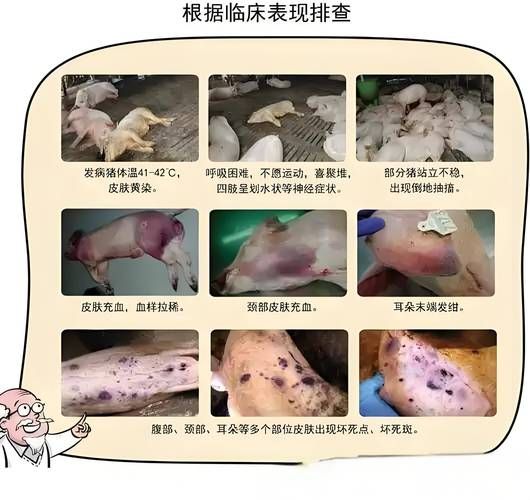 非洲猪瘟的症状有哪些_非洲猪瘟怎么治疗-第1张图片-山城妙识
