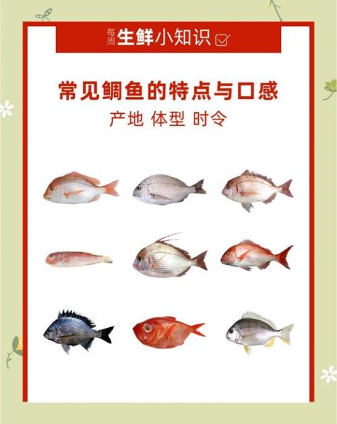 黑鲷和金鲷的区别_真鲷与金鲷怎么分辨-第2张图片-山城妙识 黑鲷和金鲷的区别_真鲷与金鲷怎么分辨-第2张图片-山城妙识