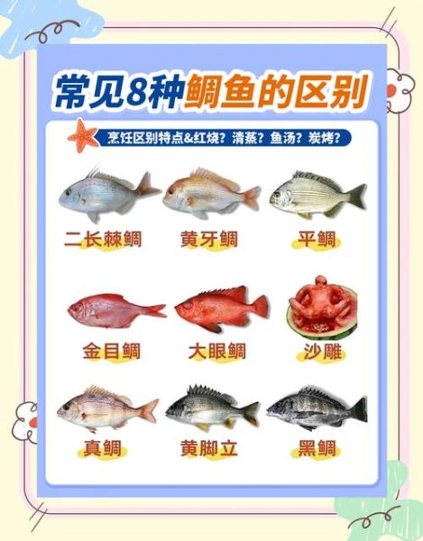黑鲷和金鲷的区别_真鲷与金鲷怎么分辨-第3张图片-山城妙识 黑鲷和金鲷的区别_真鲷与金鲷怎么分辨-第3张图片-山城妙识