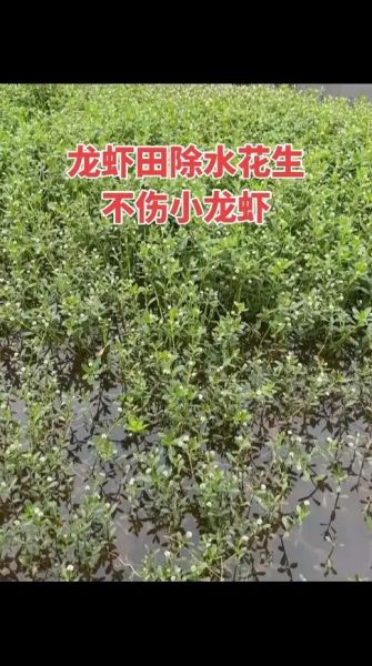 龙虾吃什么草_龙虾能吃的常见水草有哪些-第3张图片-山城妙识 龙虾吃什么草_龙虾能吃的常见水草有哪些-第3张图片-山城妙识