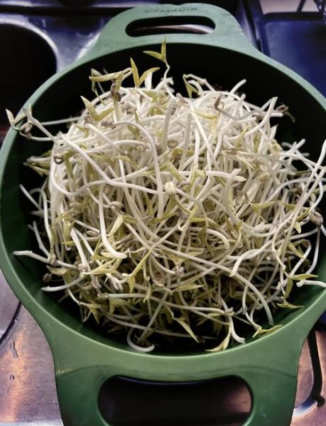 绿豆芽怎么发_自发绿豆芽的做法-第1张图片-山城妙识