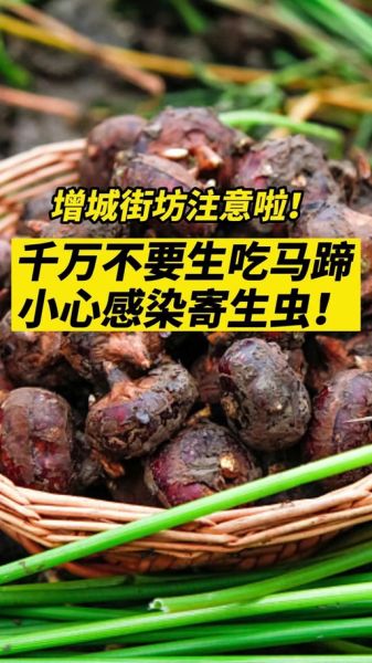 马蹄生吃有寄生虫吗_马蹄怎么洗才安全-第1张图片-山城妙识