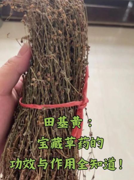 田基黄配什么治肝脏最好_田基黄和什么搭配护肝最有效-第1张图片-山城妙识