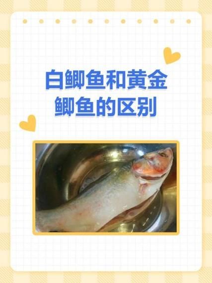 黄金鲫鱼和鲫鱼有什么区别_哪个营养价值更高-第2张图片-山城妙识