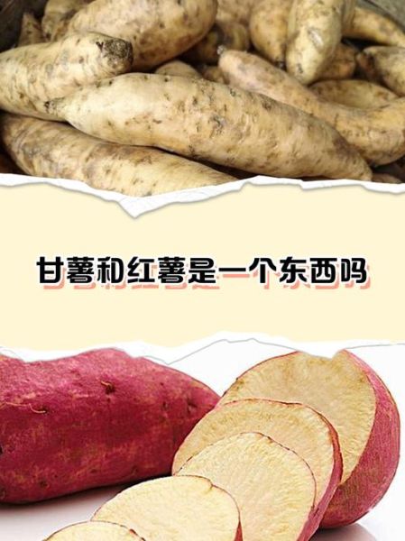 甘薯和红薯的区别是什么_甘薯和红薯哪个更甜-第3张图片-山城妙识 甘薯和红薯的区别是什么_甘薯和红薯哪个更甜-第3张图片-山城妙识