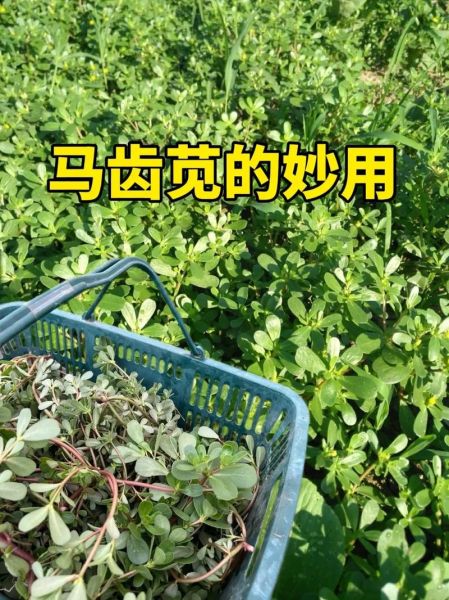 马齿苋为什么不能吃_马齿苋的副作用有哪些-第2张图片-山城妙识 马齿苋为什么不能吃_马齿苋的副作用有哪些-第2张图片-山城妙识