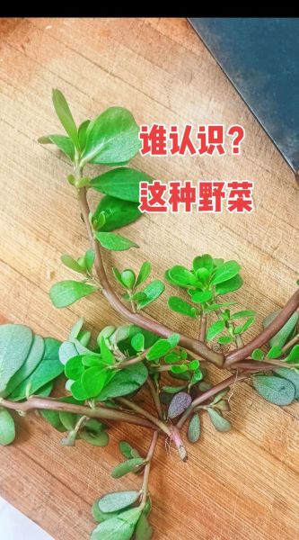 马齿苋为什么不能吃_马齿苋的副作用有哪些-第3张图片-山城妙识 马齿苋为什么不能吃_马齿苋的副作用有哪些-第3张图片-山城妙识