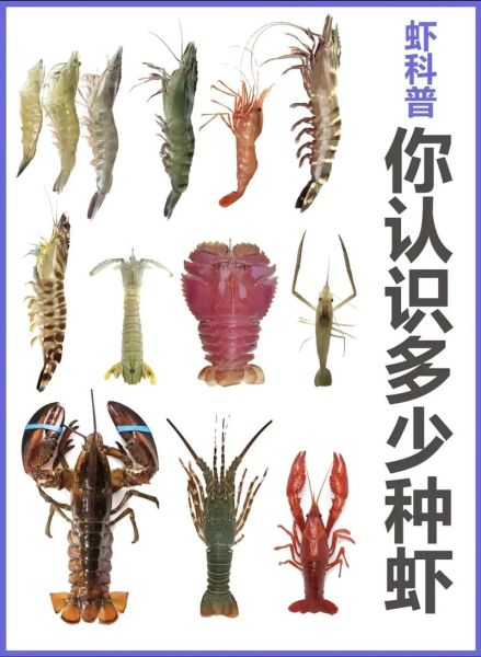 虾的种类大全图解_常见虾品种怎么区分-第3张图片-山城妙识