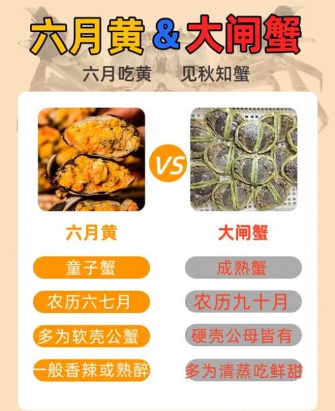 六月黄大闸蟹怎么挑选_六月黄和阳澄湖大闸蟹区别-第1张图片-山城妙识 六月黄大闸蟹怎么挑选_六月黄和阳澄湖大闸蟹区别-第1张图片-山城妙识