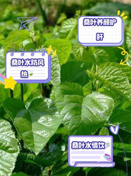 桑叶泡水喝的功效与作用_桑叶能治什么病-第3张图片-山城妙识 桑叶泡水喝的功效与作用_桑叶能治什么病-第3张图片-山城妙识