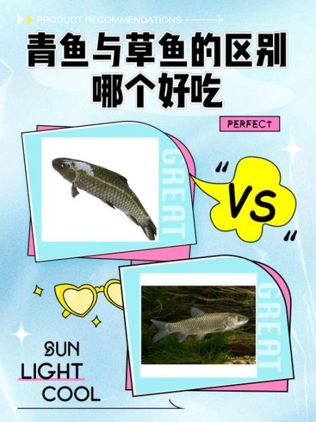 草鱼和青鱼哪个好吃_口感区别在哪里-第1张图片-山城妙识
