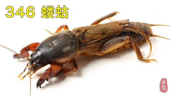 蝼蛄叫声像什么_蝼蛄晚上几点开始叫-第1张图片-山城妙识 蝼蛄叫声像什么_蝼蛄晚上几点开始叫-第1张图片-山城妙识