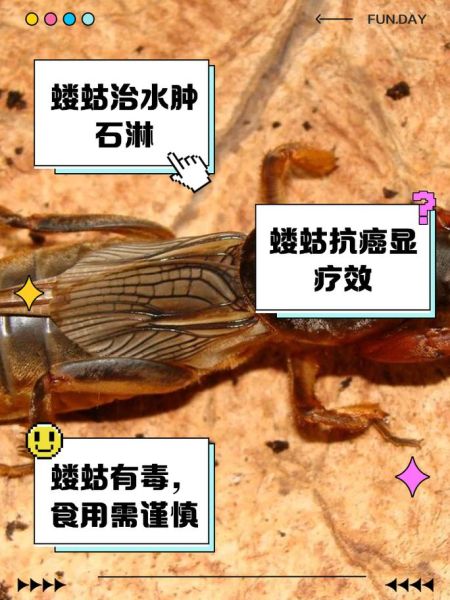 蝼蛄叫声像什么_蝼蛄晚上几点开始叫-第2张图片-山城妙识 蝼蛄叫声像什么_蝼蛄晚上几点开始叫-第2张图片-山城妙识