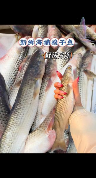 鲜梭鱼怎么做好吃_鲜梭鱼最简单的做法-第3张图片-山城妙识