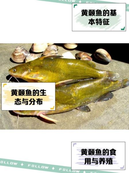 黄牯鱼怎么做好吃_黄牯鱼的营养价值有哪些-第1张图片-山城妙识