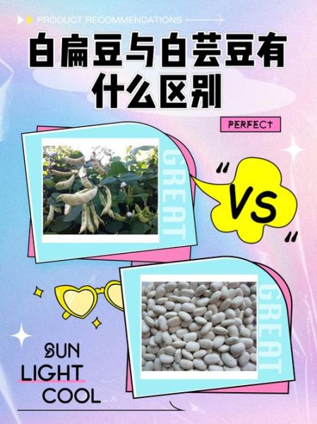 白扁豆图片_白扁豆和扁豆的区别-第1张图片-山城妙识 白扁豆图片_白扁豆和扁豆的区别-第1张图片-山城妙识