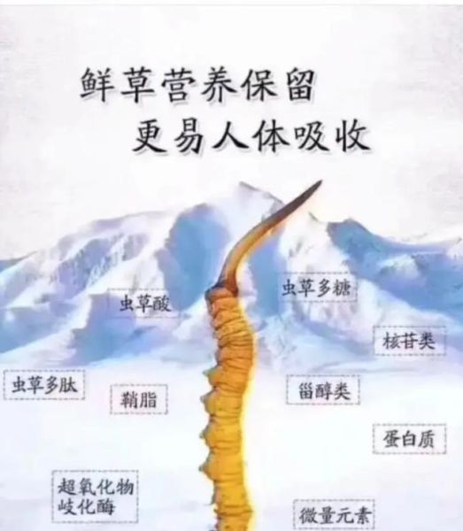 鲜虫草怎么吃效果最好_鲜虫草食用方法-第2张图片-山城妙识 鲜虫草怎么吃效果最好_鲜虫草食用方法-第2张图片-山城妙识