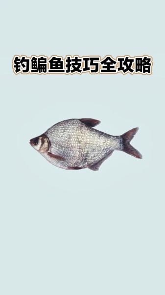 鳊鱼怎么钓_鳊鱼钓法技巧-第1张图片-山城妙识