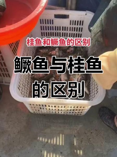 鳜鱼和桂鱼是同一种鱼吗_鳜鱼桂鱼区别-第1张图片-山城妙识 鳜鱼和桂鱼是同一种鱼吗_鳜鱼桂鱼区别-第1张图片-山城妙识