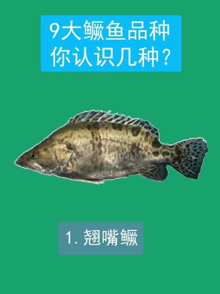 鳜鱼和桂鱼是同一种鱼吗_鳜鱼桂鱼区别-第2张图片-山城妙识 鳜鱼和桂鱼是同一种鱼吗_鳜鱼桂鱼区别-第2张图片-山城妙识