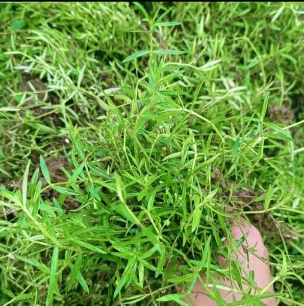 白花蛇舌草的功效与作用_白花蛇舌草能治什么病-第3张图片-山城妙识