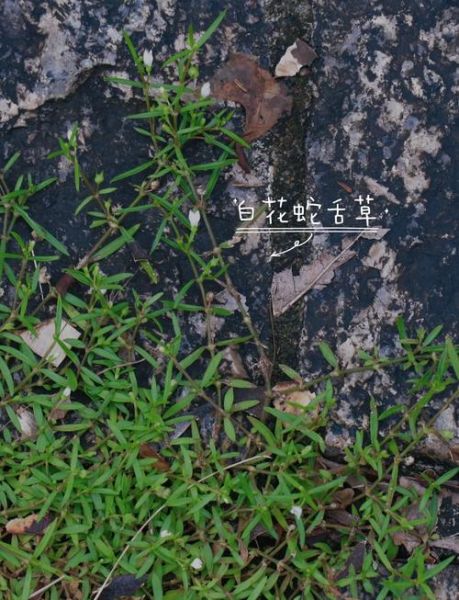 白花蛇舌草的功效与作用_白花蛇舌草能治什么病-第2张图片-山城妙识