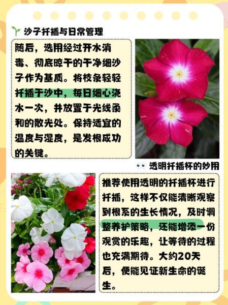 长春花怎么繁殖_长春花扦插多久生根-第1张图片-山城妙识 长春花怎么繁殖_长春花扦插多久生根-第1张图片-山城妙识