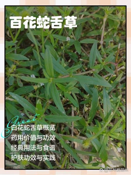 白花蛇舌草的功效与作用_白花蛇舌草能治什么病-第1张图片-山城妙识