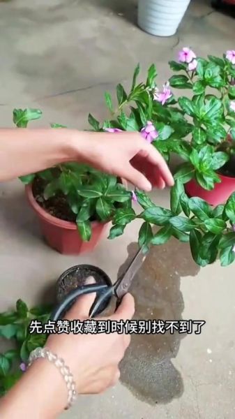 长春花怎么繁殖_长春花扦插多久生根-第2张图片-山城妙识 长春花怎么繁殖_长春花扦插多久生根-第2张图片-山城妙识