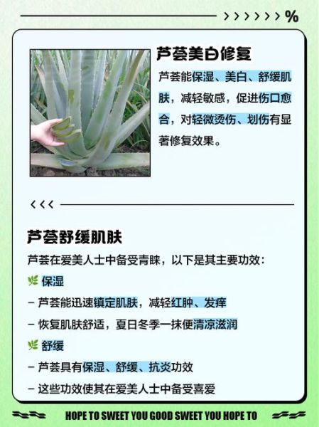 芦荟对男性功能有用吗_芦荟能提高性功能吗-第2张图片-山城妙识