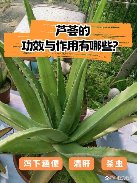 芦荟对男性功能有用吗_芦荟能提高性功能吗-第3张图片-山城妙识