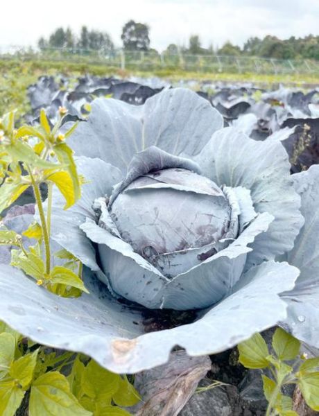 紫色包菜可以生吃吗_生吃紫甘蓝注意事项-第1张图片-山城妙识