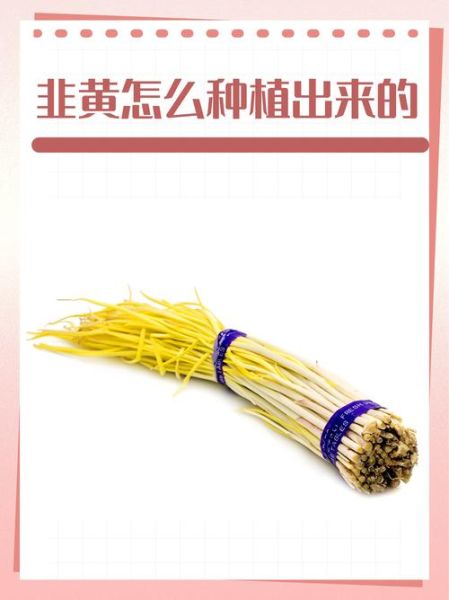 韭黄是什么季节的蔬菜_韭黄几月份吃最好-第2张图片-山城妙识